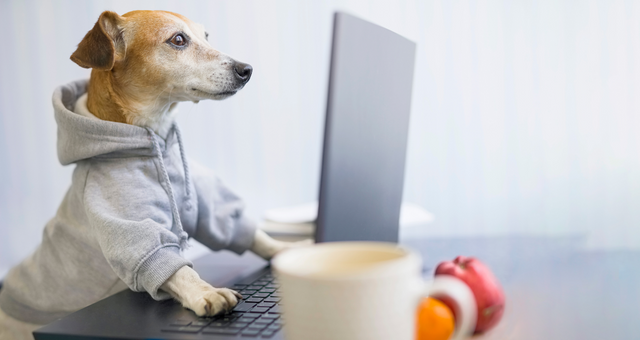 Contact Us – Prolisok Official